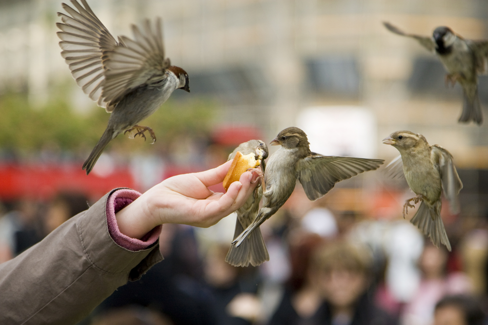 Where birds and people meet | KEVIN J GASTON