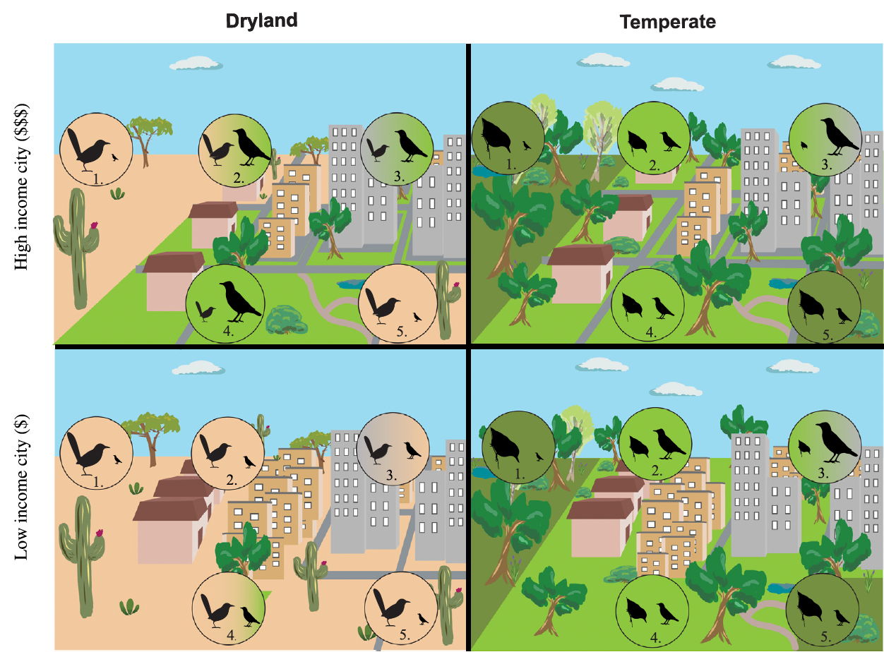 Cities, biomes & biodiversity | KEVIN J GASTON